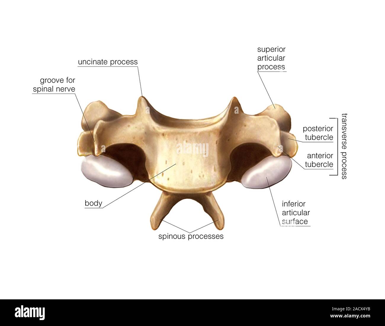 Illustration of the cervical part of vertebral column. This is an ...