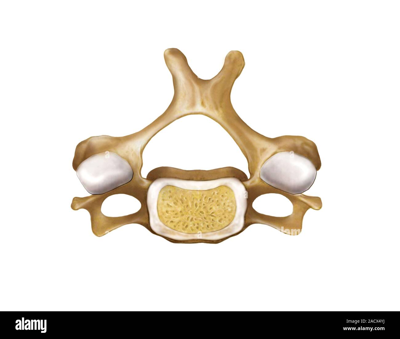 Cervical Vertebrae Anatomy Unlabeled