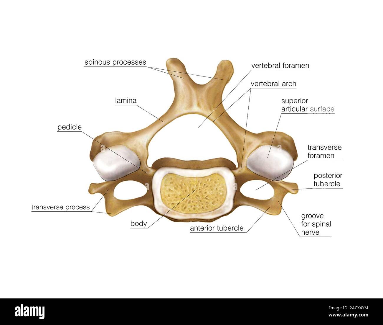 Illustration of the cervical part of vertebral column. This is a ...