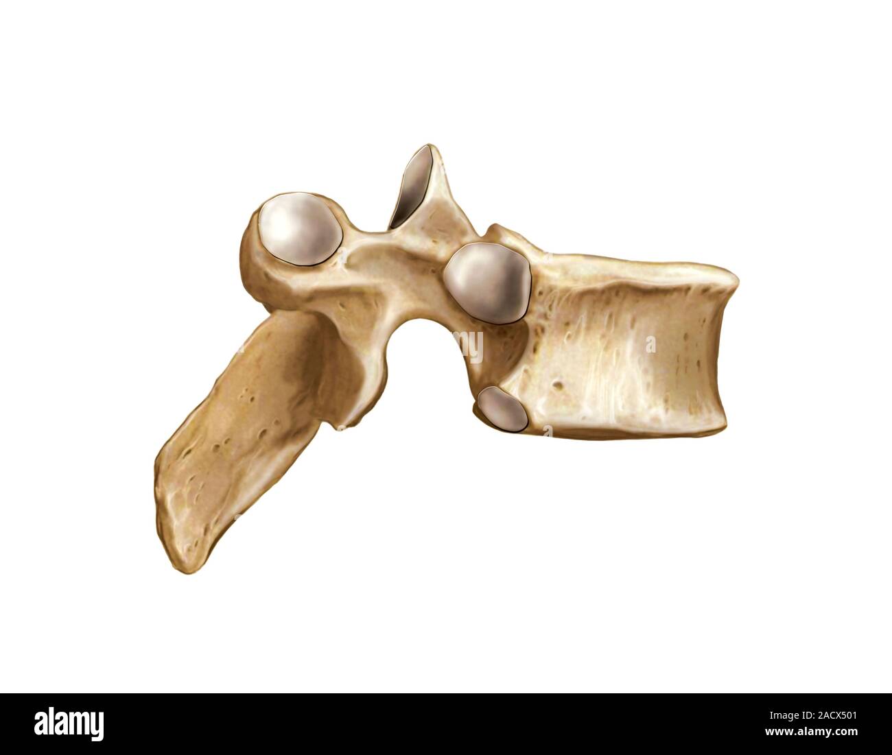 Illustration of the thoracic vertebra of vertebral column. This right ...