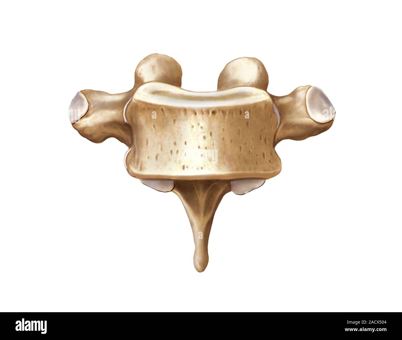 Illustration of the thoracic vertebra of vertebral column. This is an ...