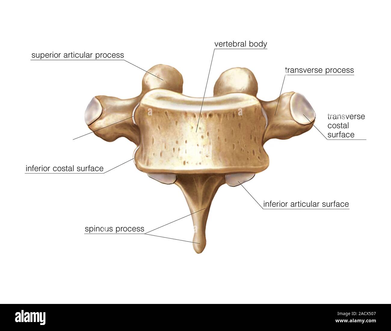 Illustration of the thoracic vertebra of vertebral column. This is an ...