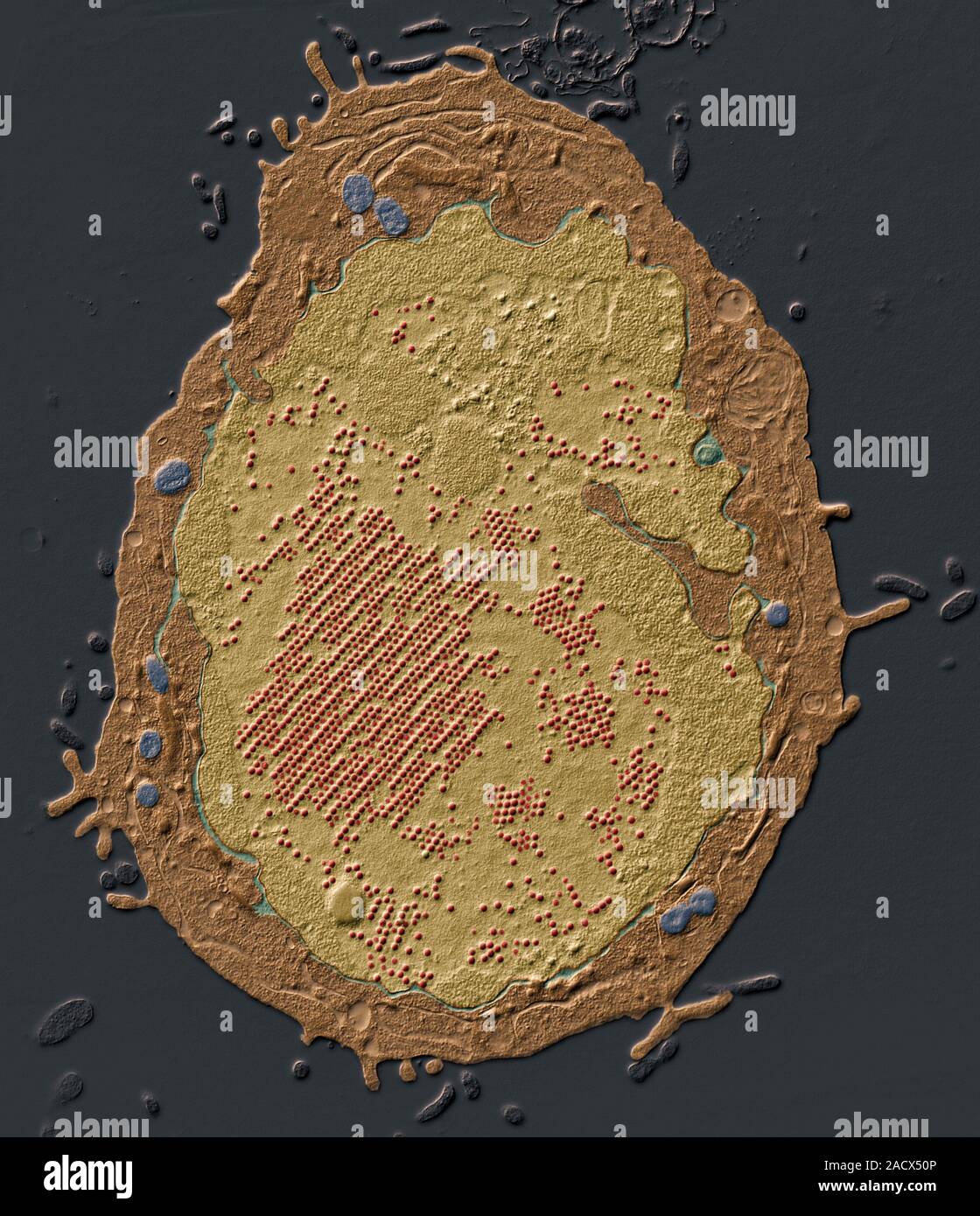 Adenoviruses. Coloured transmission electron micrograph (TEM) of a cell ...