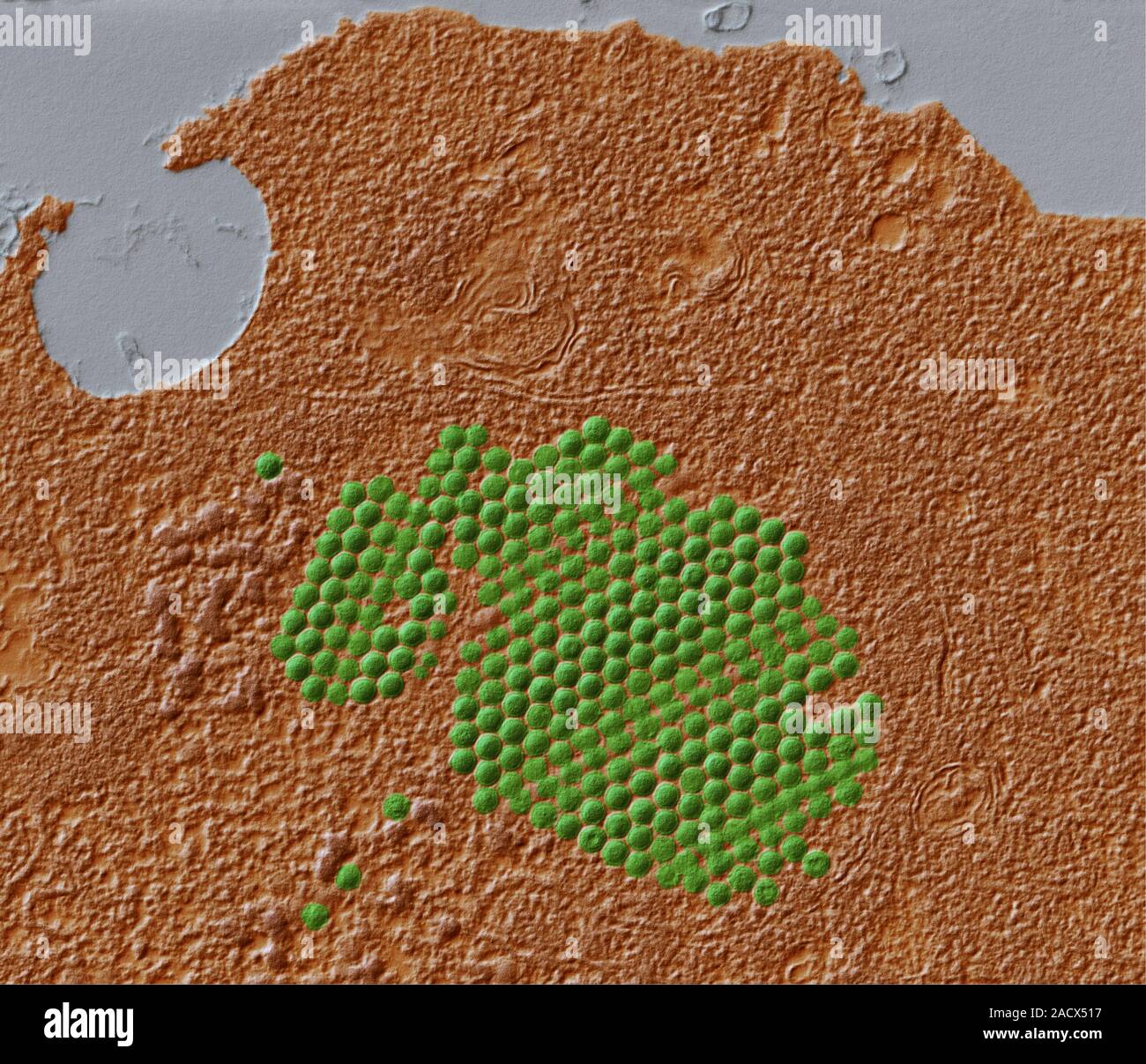 Adenoviruses. Coloured transmission electron micrograph (TEM) of a cell ...