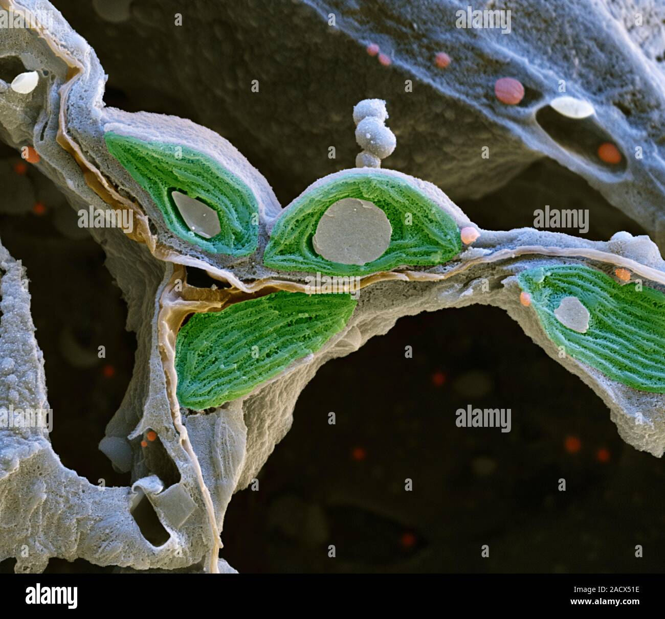 Deadly nightshade leaf. Coloured scanning electron micrograph (SEM) of ...