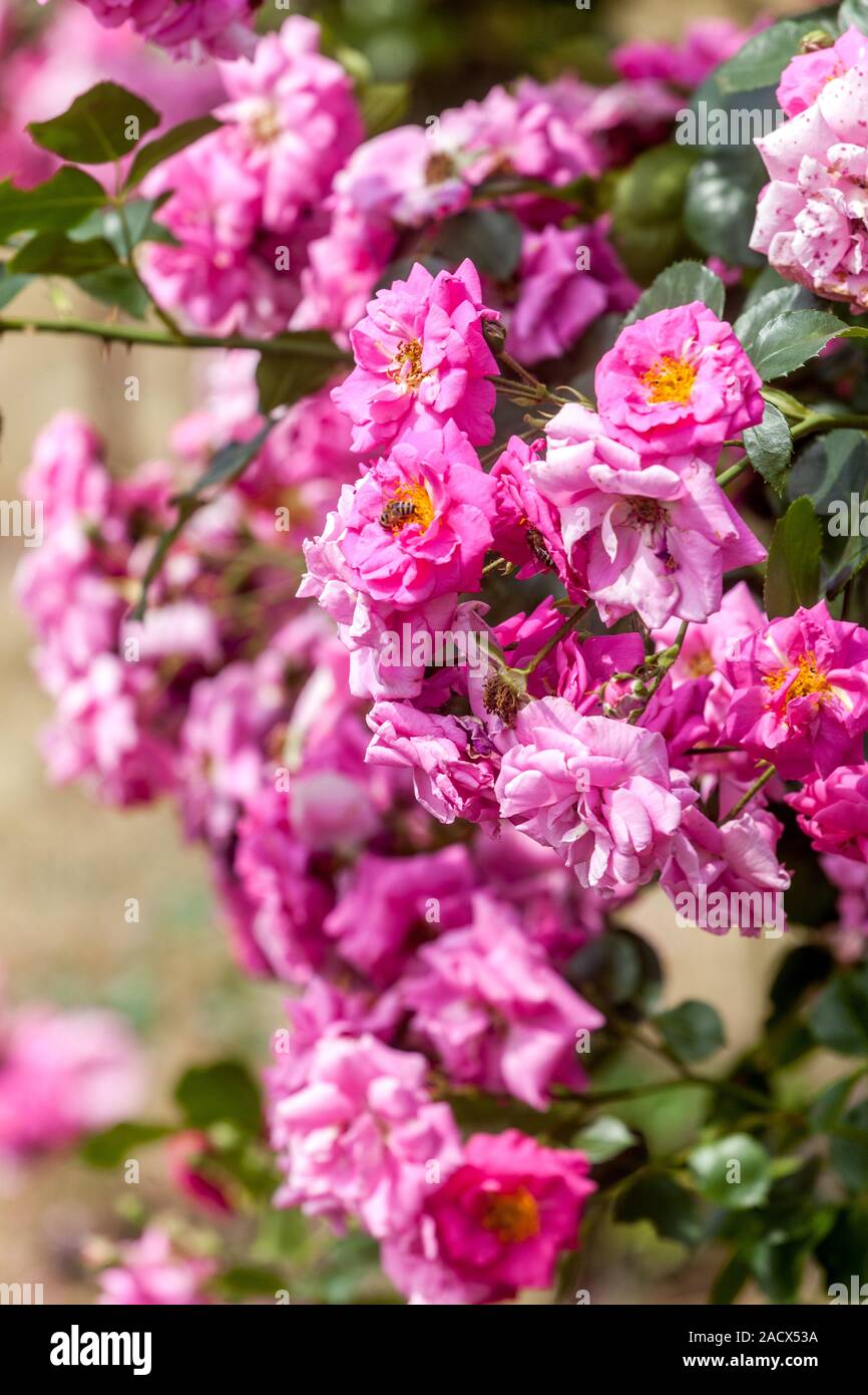 Pink climbing rose hi-res stock photography and images - Alamy