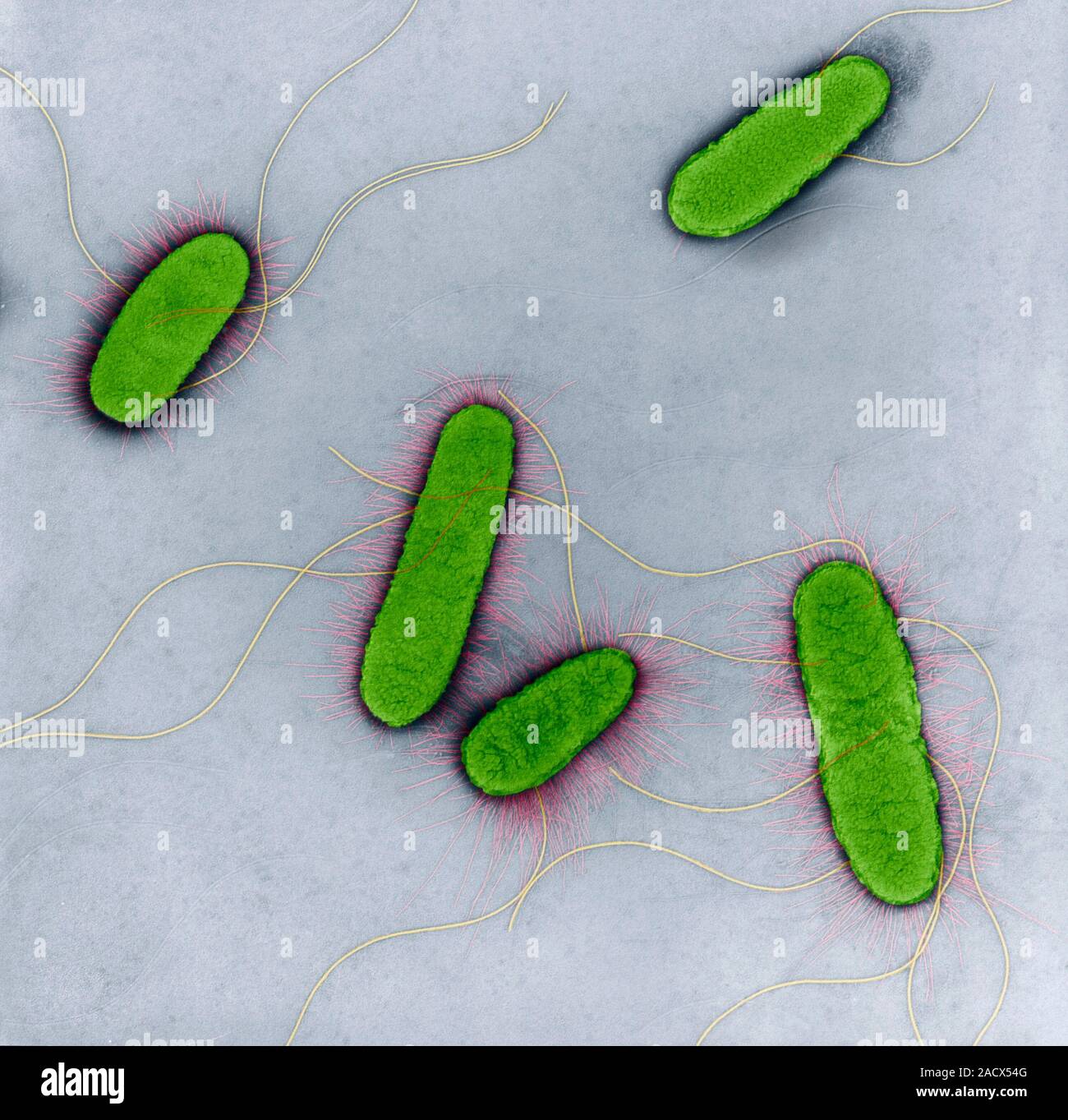 E. coli bacteria, coloured transmission electron micrograph (TEM ...