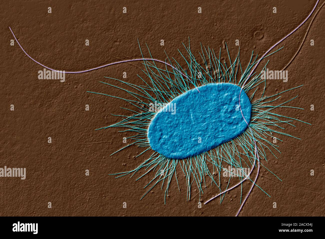 E. coli bacterium, coloured transmission electron micrograph (TEM ...