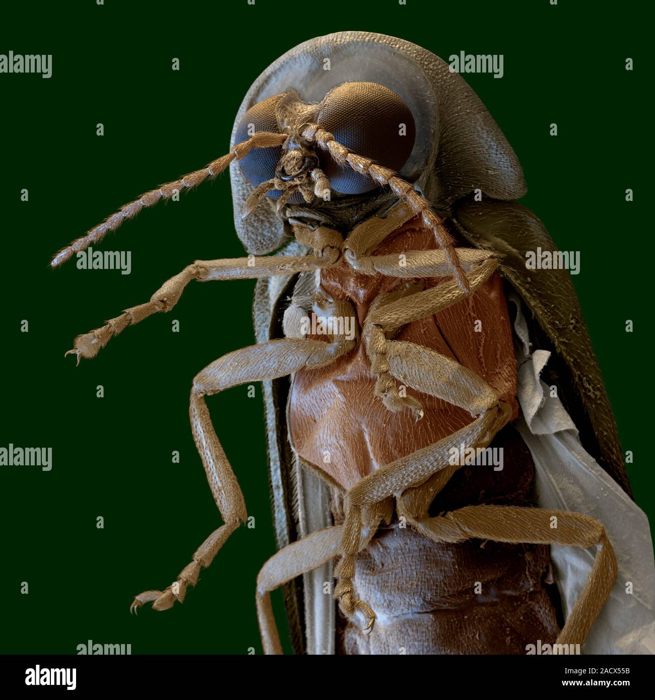 Firefly. Coloured scanning electron micrograph (SEM) of a male firefly ...
