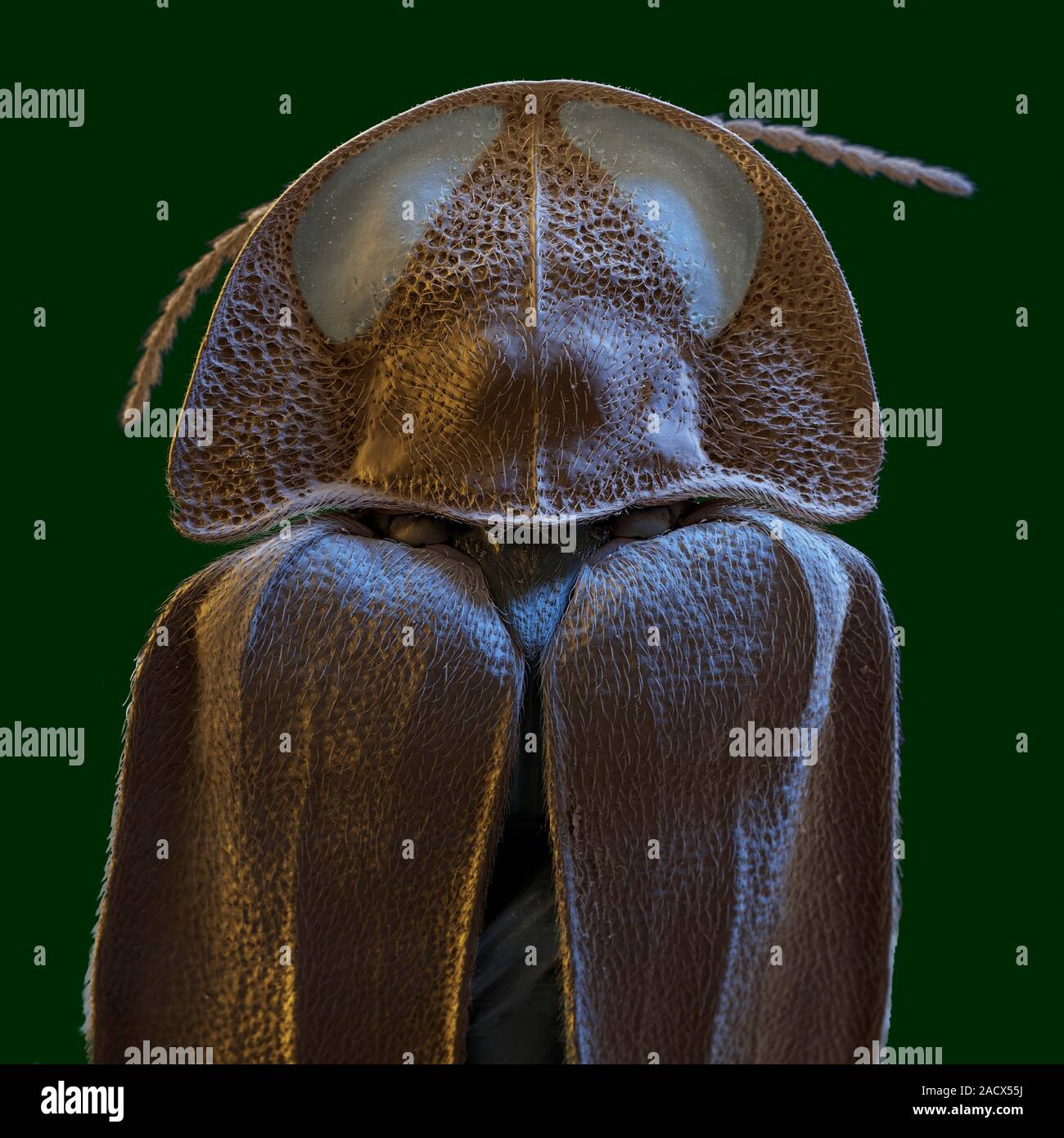 Firefly. Coloured scanning electron micrograph (SEM) of the back of a ...