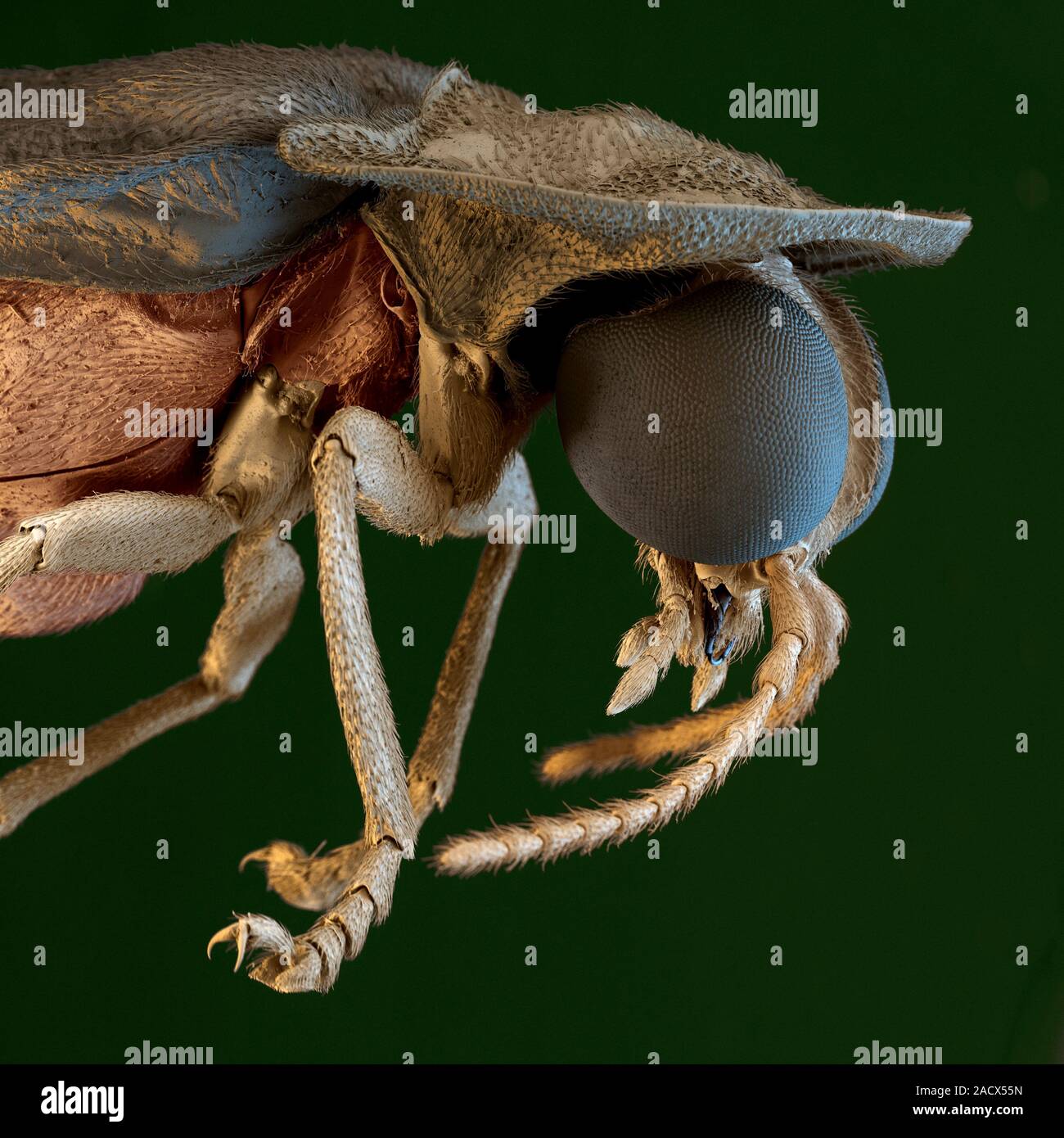 Firefly. Coloured scanning electron micrograph (SEM) of a male firefly ...