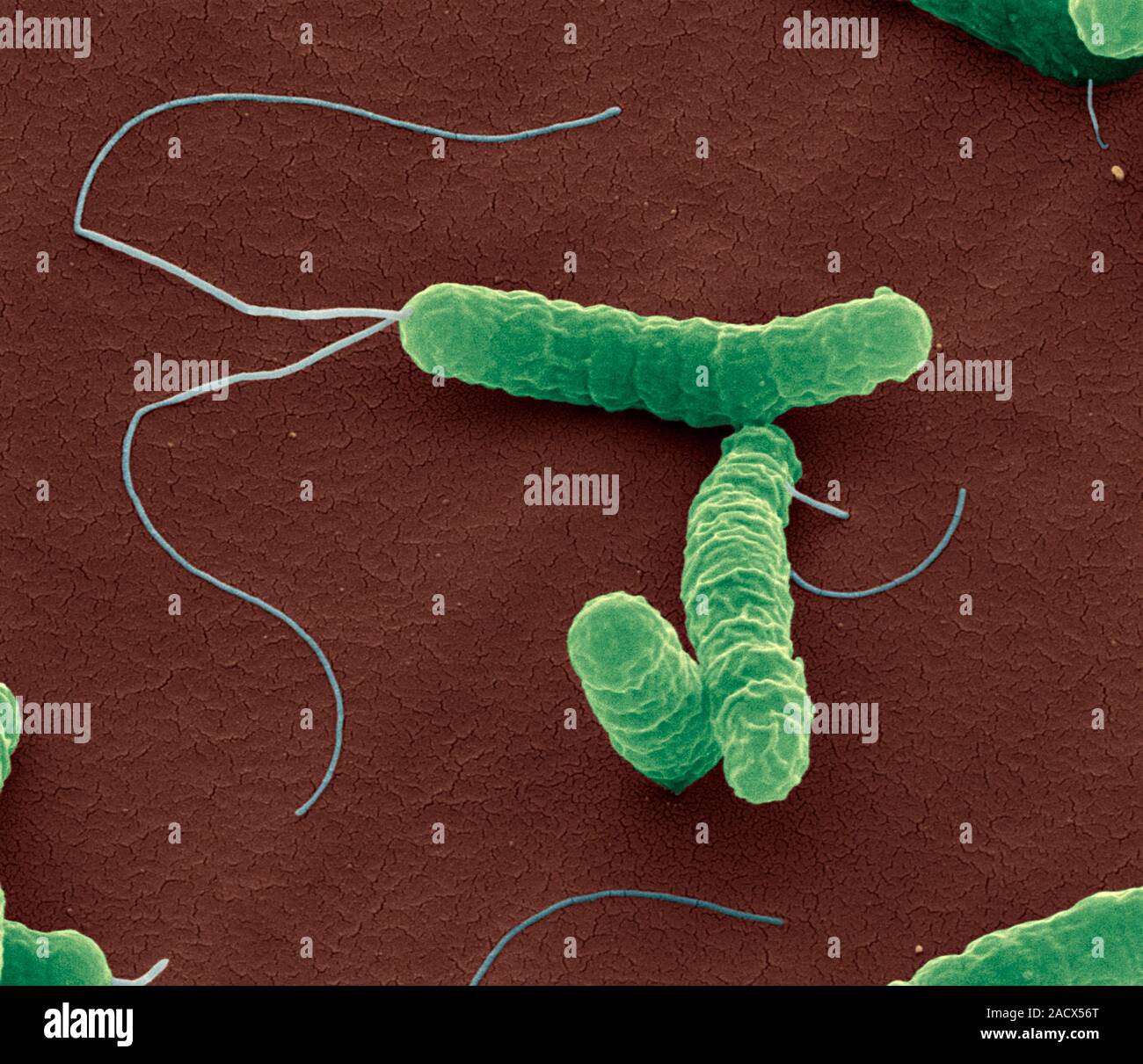 Helicobacter pylori bacteria, coloured scanning electron micrograph ...