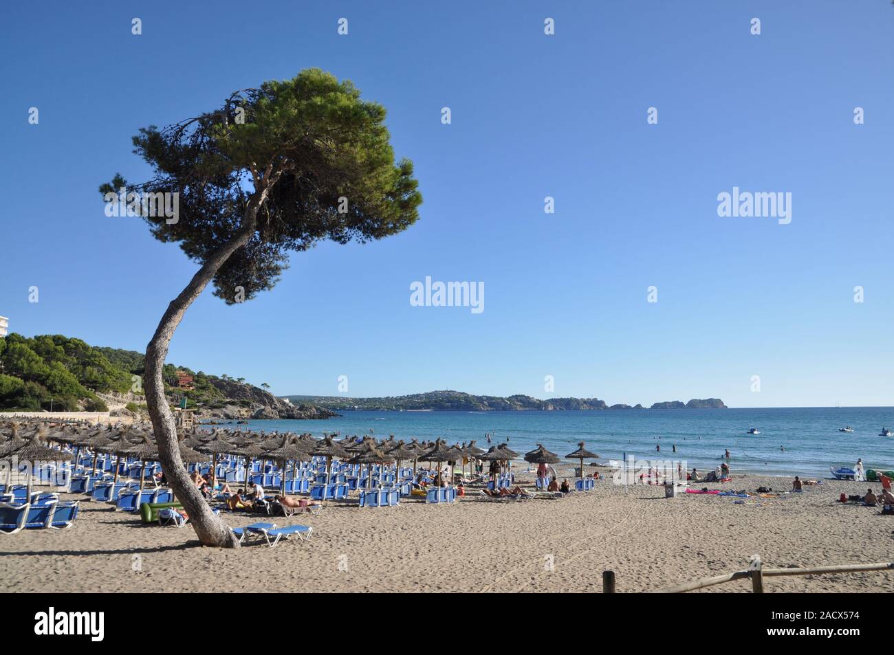 Beach of Peguera, Mallorca Stock Photo - Alamy