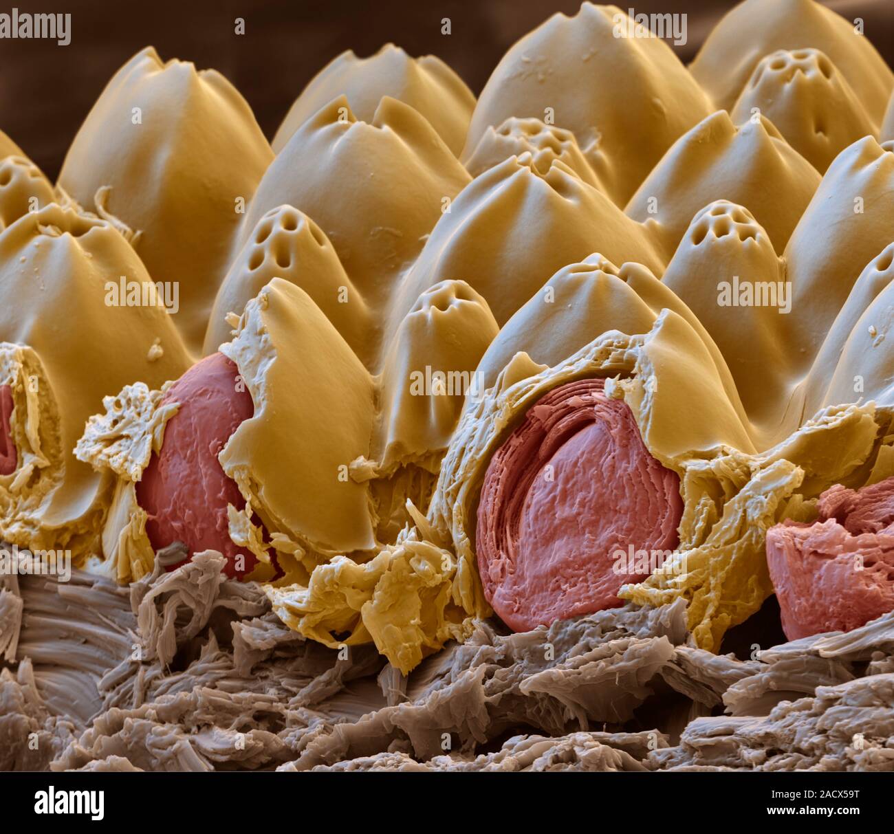 Beetle's fire-detecting sensors. Coloured scanning electron micrograph ...