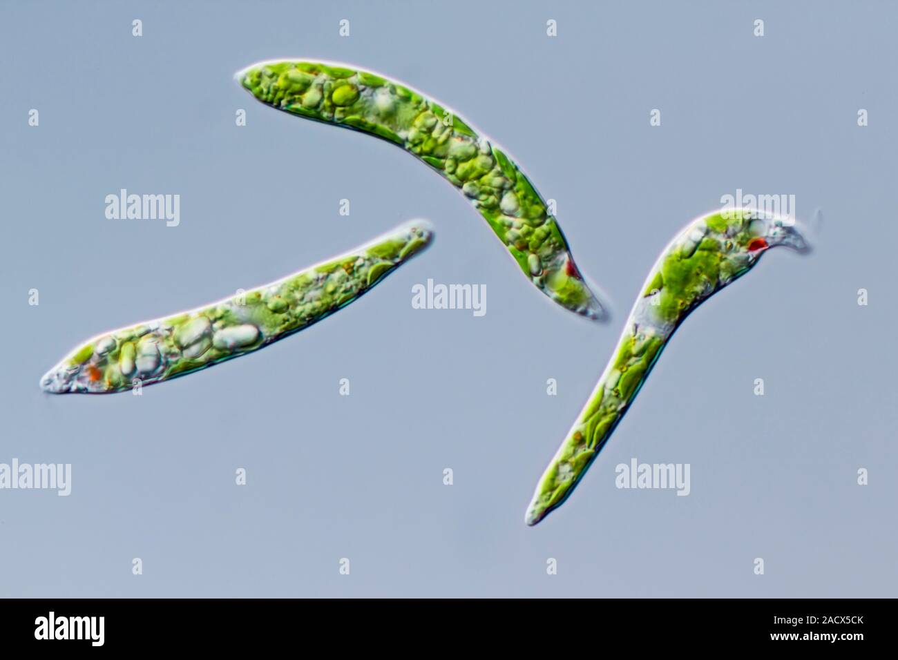 Light micrograph of Euglena deses, a freshwater protist. Culture ...