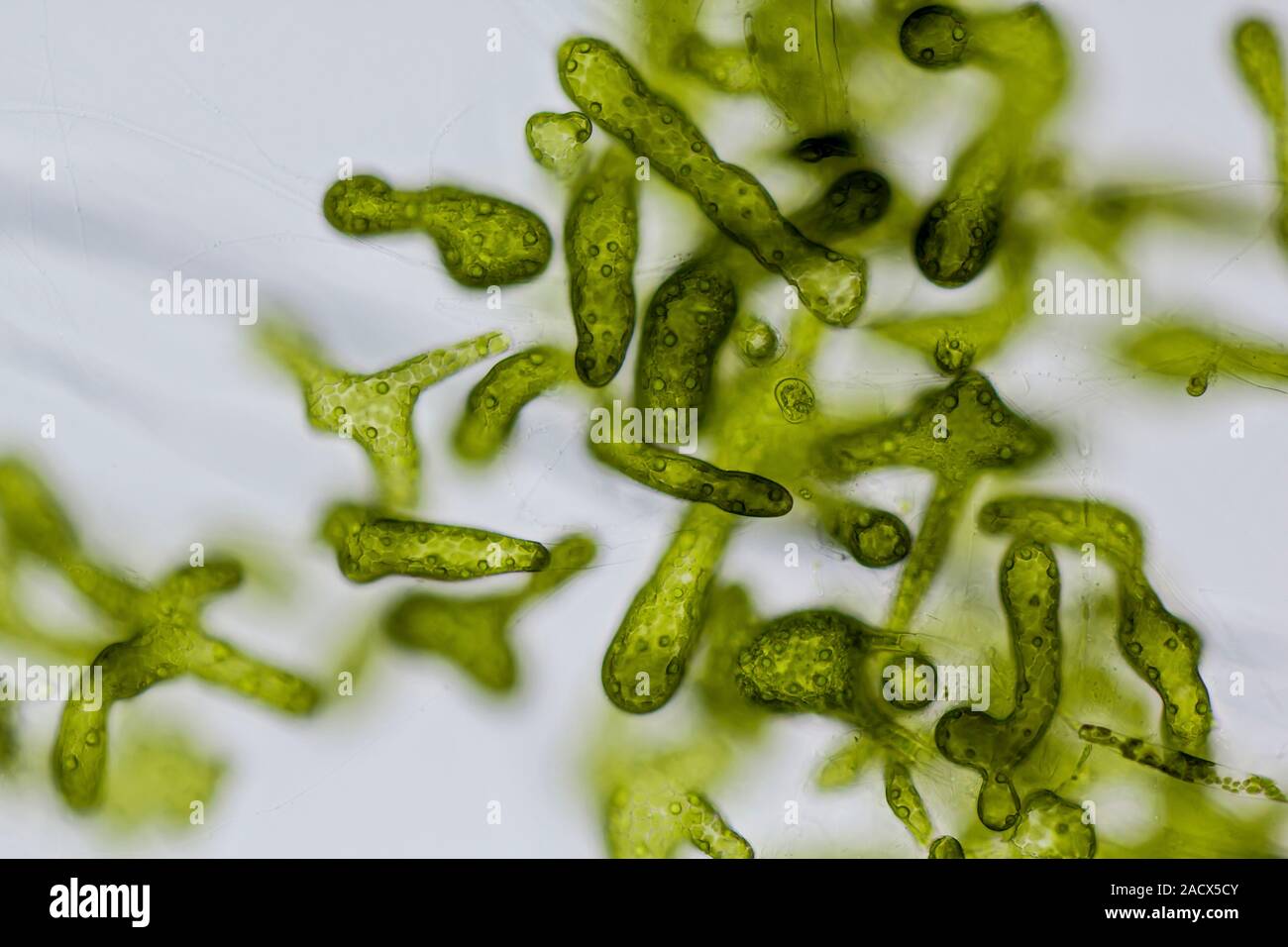 Light micrograph of Blastophysa cf. rhizopus, a marine green alga ...