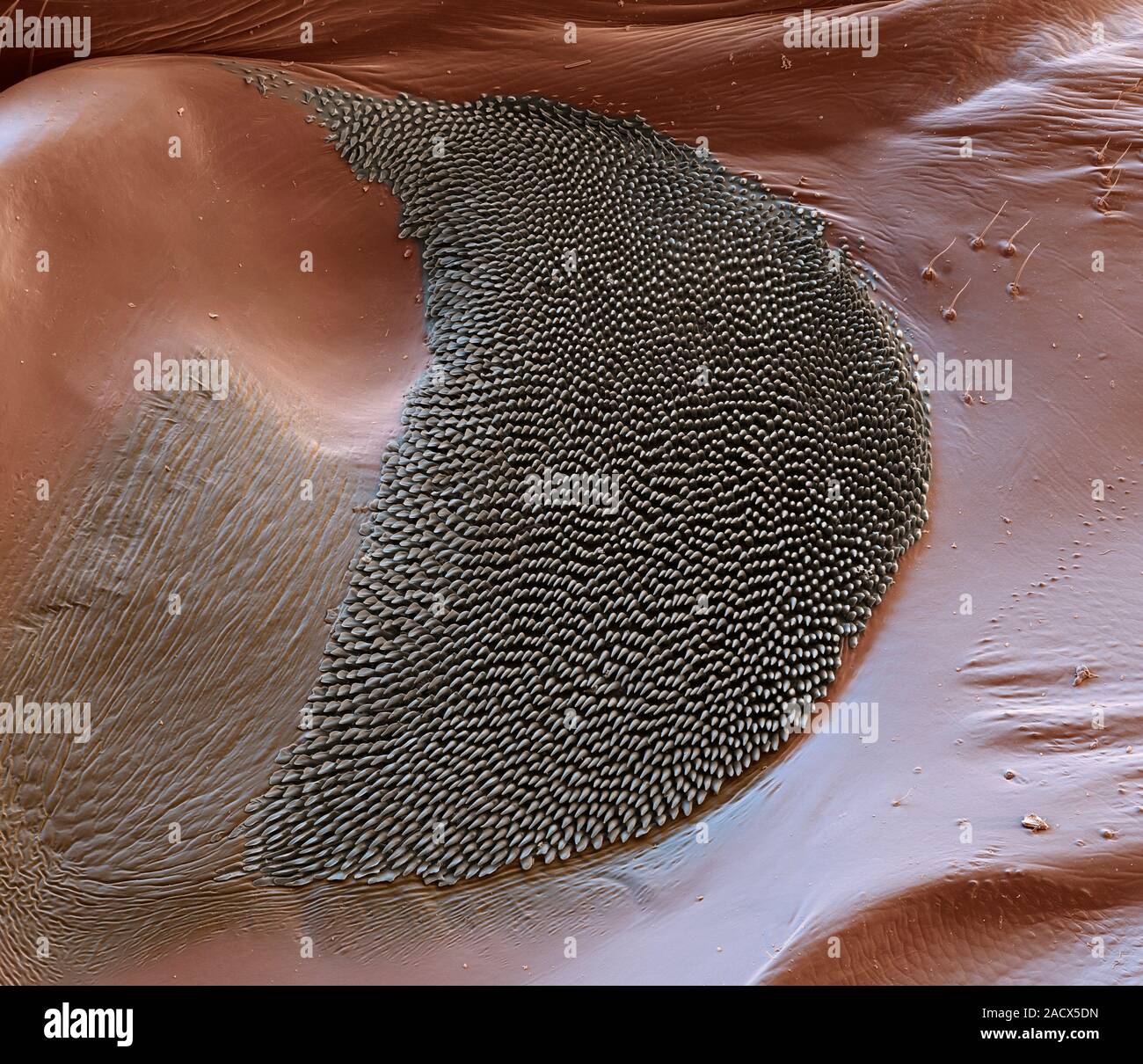 Dragonfly neck. Coloured scanning electron micrograph (SEM) of the ...