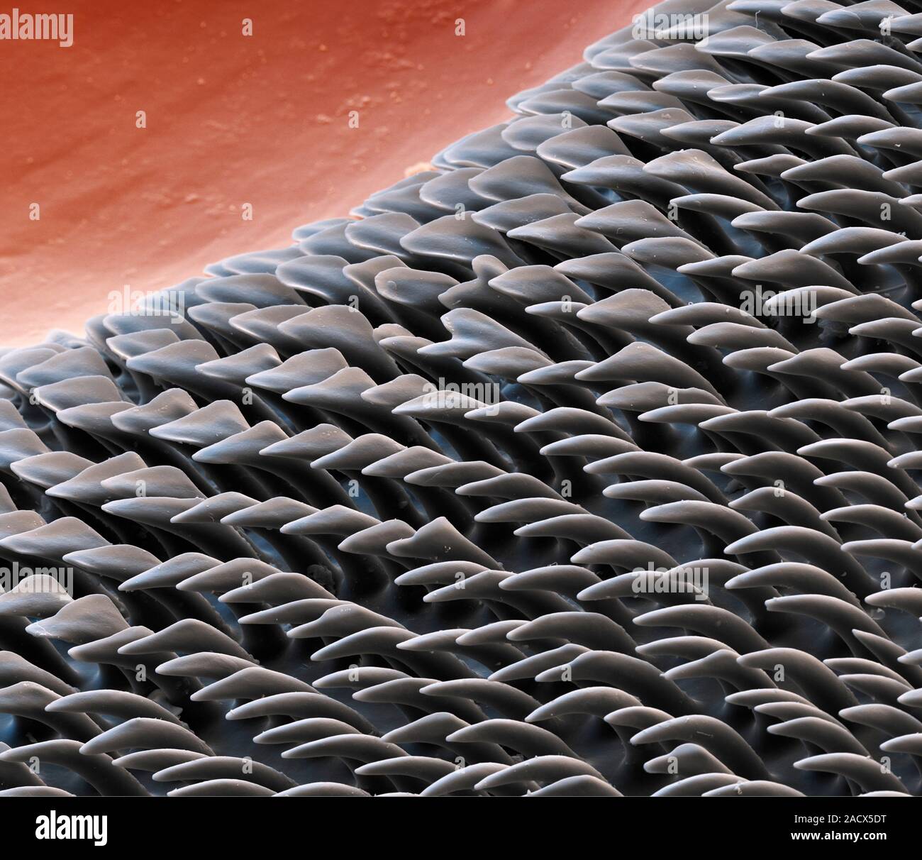 Dragonfly neck. Coloured scanning electron micrograph (SEM) of the ...