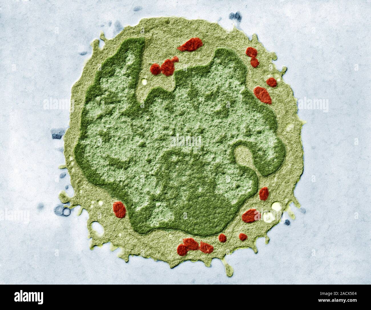 Lymphocyte. Coloured transmission electron micrograph (TEM) of a ...