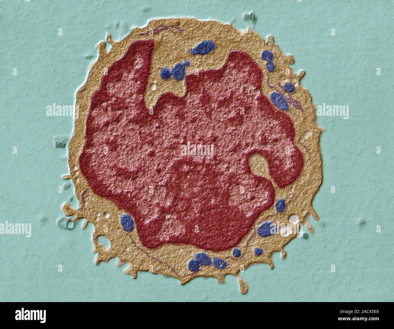 Lymphocyte. Coloured transmission electron micrograph (TEM) of a ...