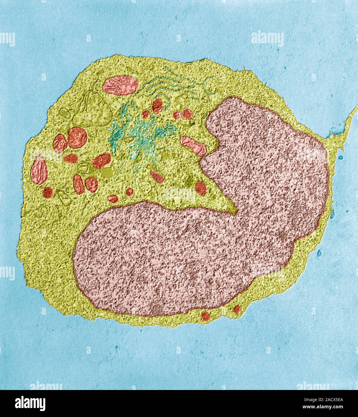 Lymphocyte. Coloured transmission electron micrograph (TEM) of a ...