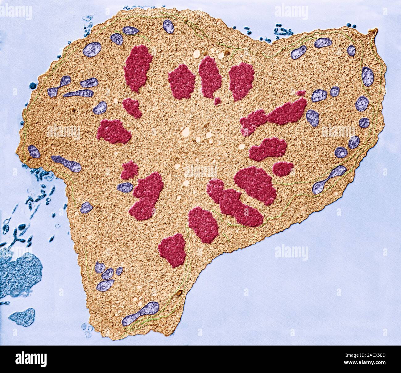Lymphocyte undergoing mitosis. Coloured transmission electron ...