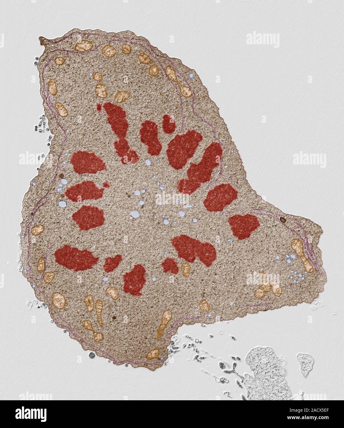 Lymphocyte undergoing mitosis. Coloured transmission electron ...