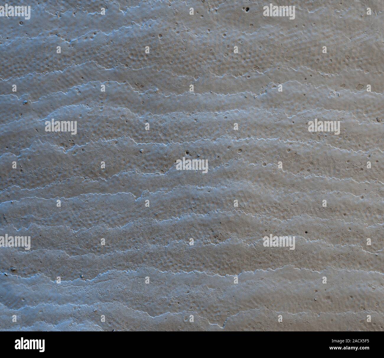 Molar tooth. Coloured scanning electron micrograph (SEM) of the surface ...