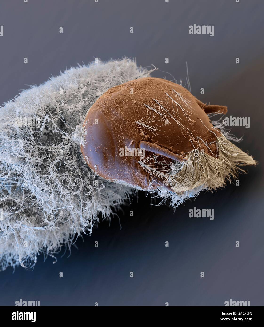 Fungal parasite on mosquito. Coloured scanning electron micrograph (SEM ...