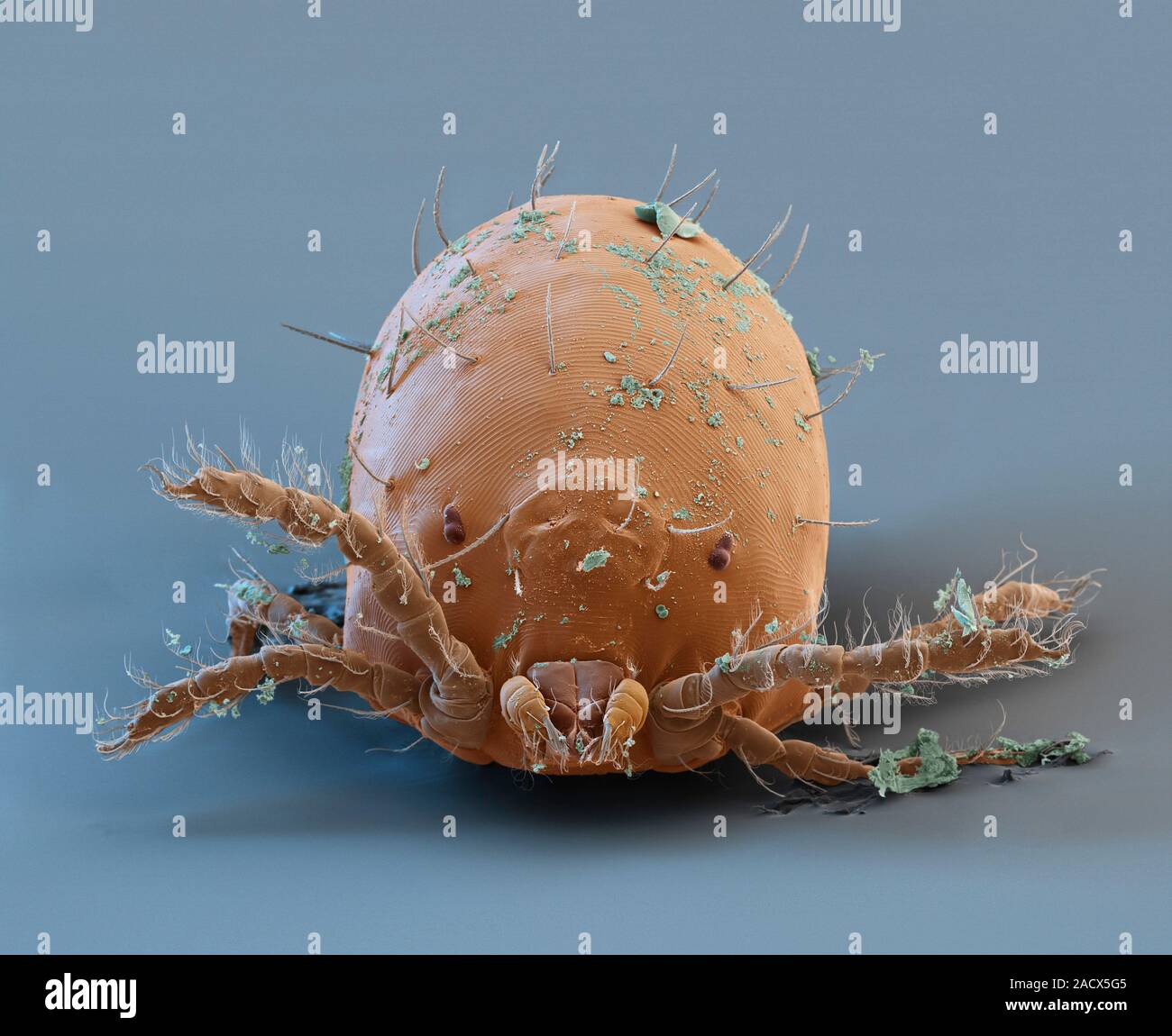 Harvest mite. Coloured scanning electron micrograph (SEM) of a harvest ...