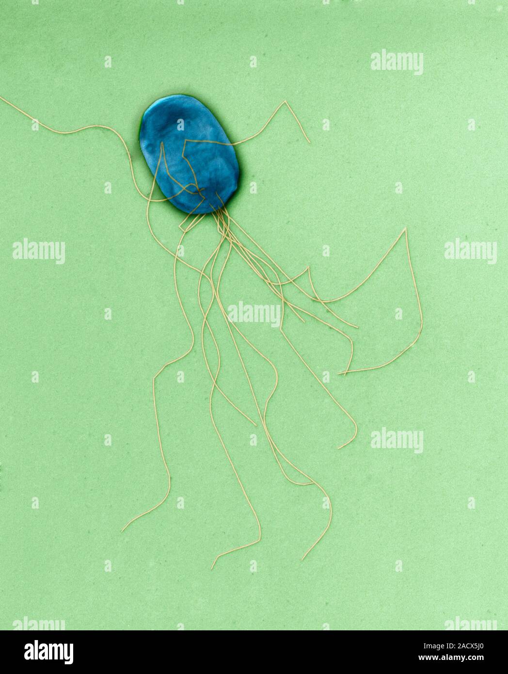 Proteus mirabilis bacterium, scanning electron micrograph (SEM). This ... Proteus mirabilis bacterium, scanning electron micrograph (SEM). This ...