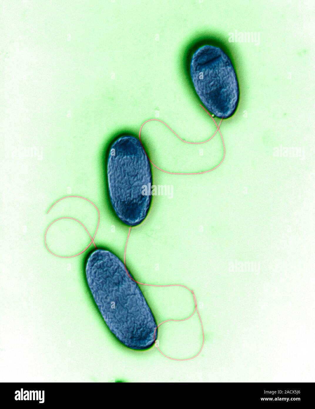 Pseudomonas aeruginosa bacteria, coloured transmission electron ...