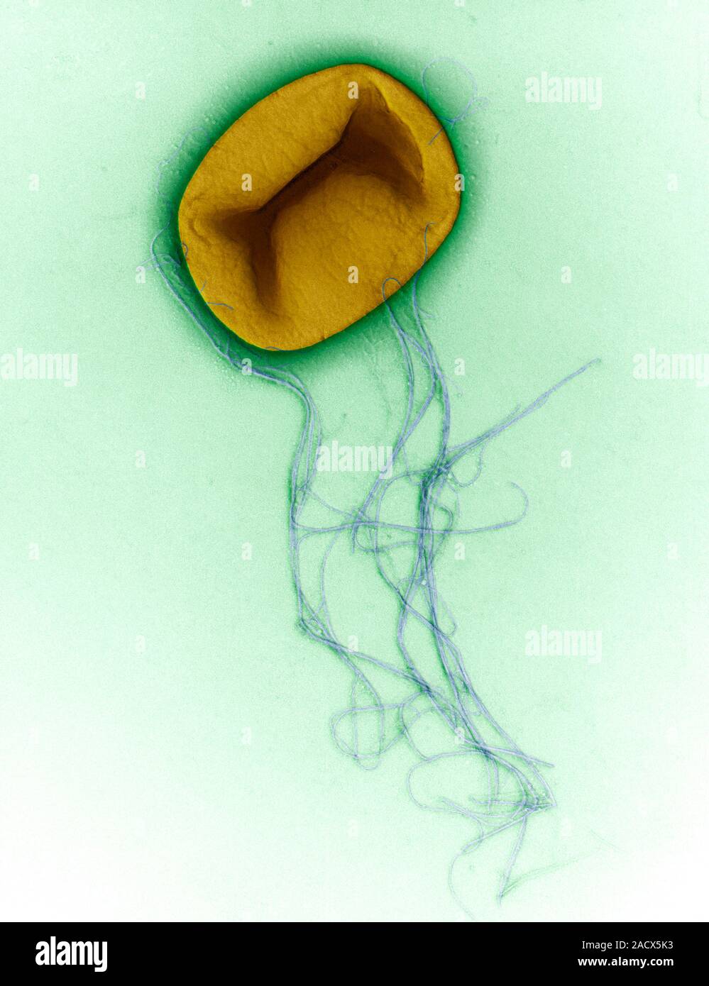 Salmonella bacterium. Coloured scanning electron micrograph (SEM) of a ...