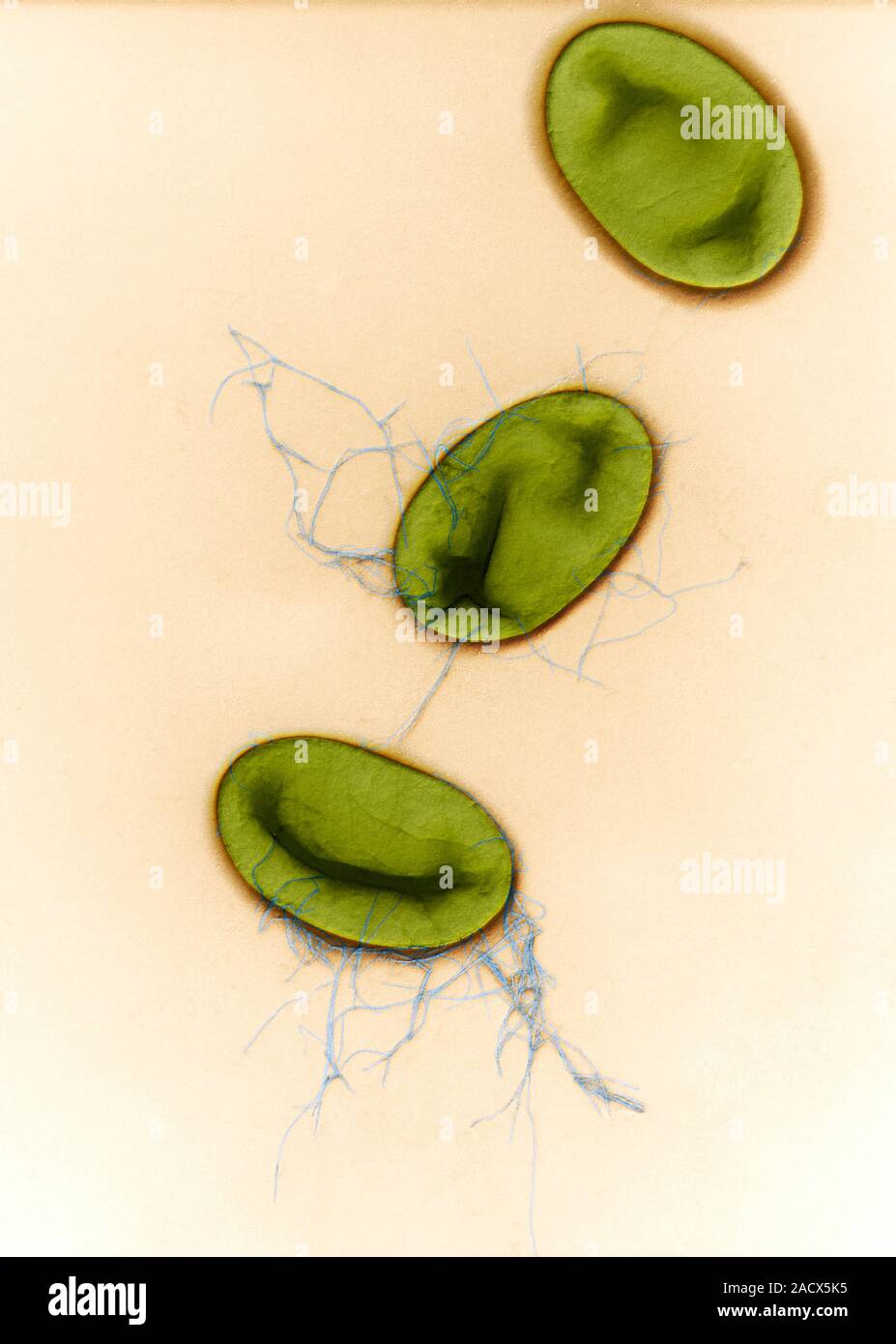 Salmonella bacteria. Coloured scanning electron micrograph (SEM) of ...