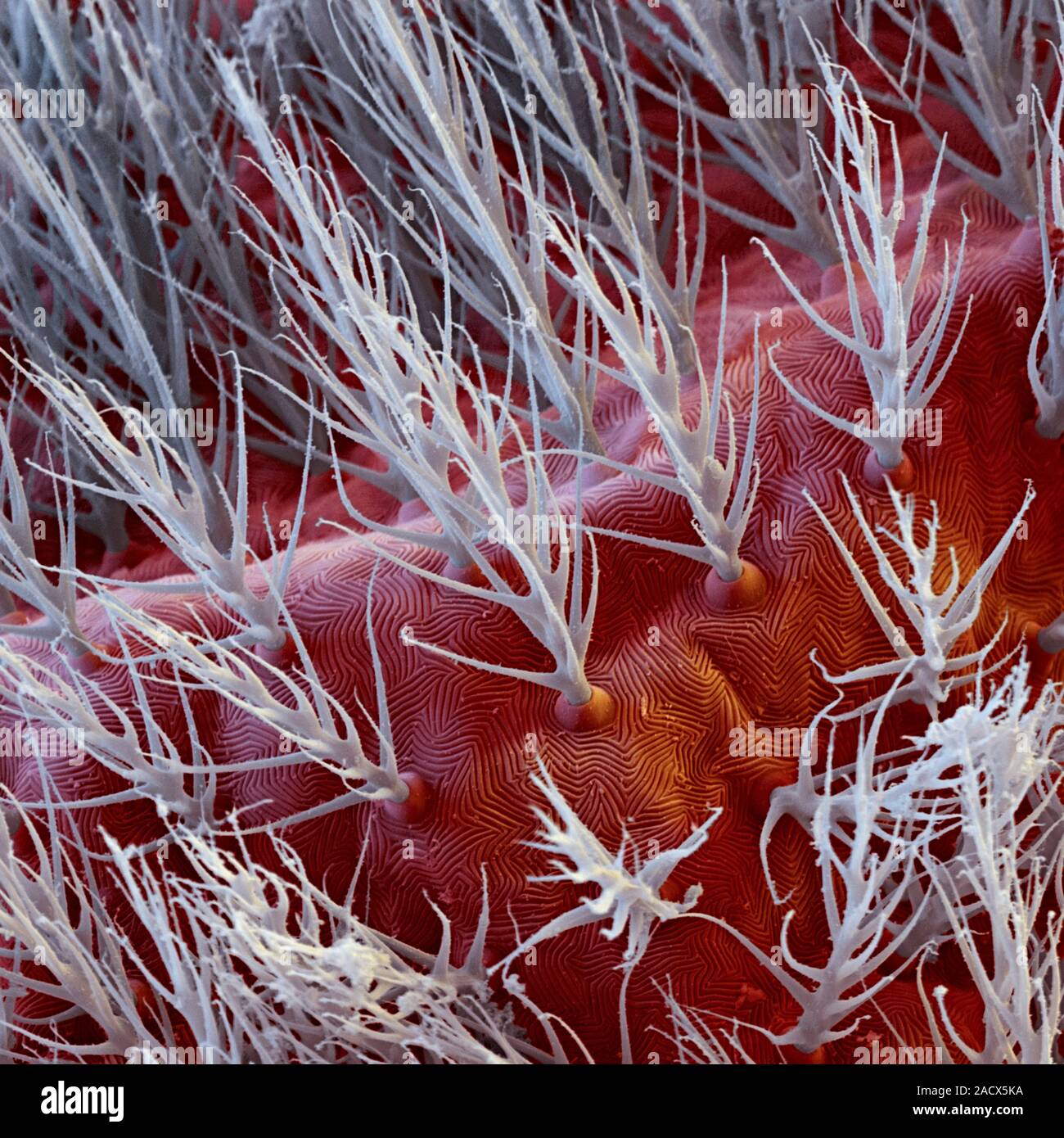 Velvet mite skin. Coloured scanning electron micrograph (SEM) of the ...
