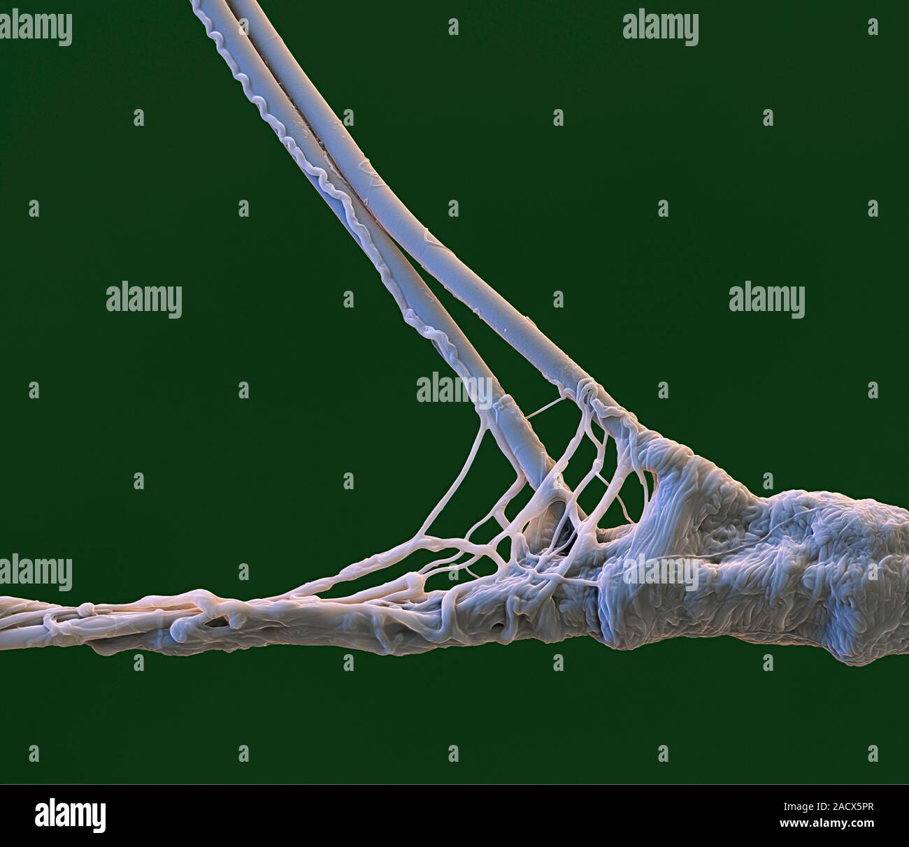 Spider's silk. Coloured scanning electron micrograph (SEM) of silk from ...