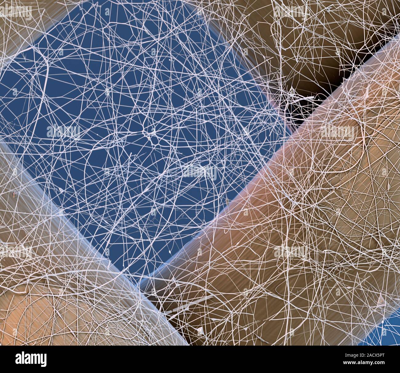 Artificial spider silk, coloured scanning electron micrograph (SEM ...