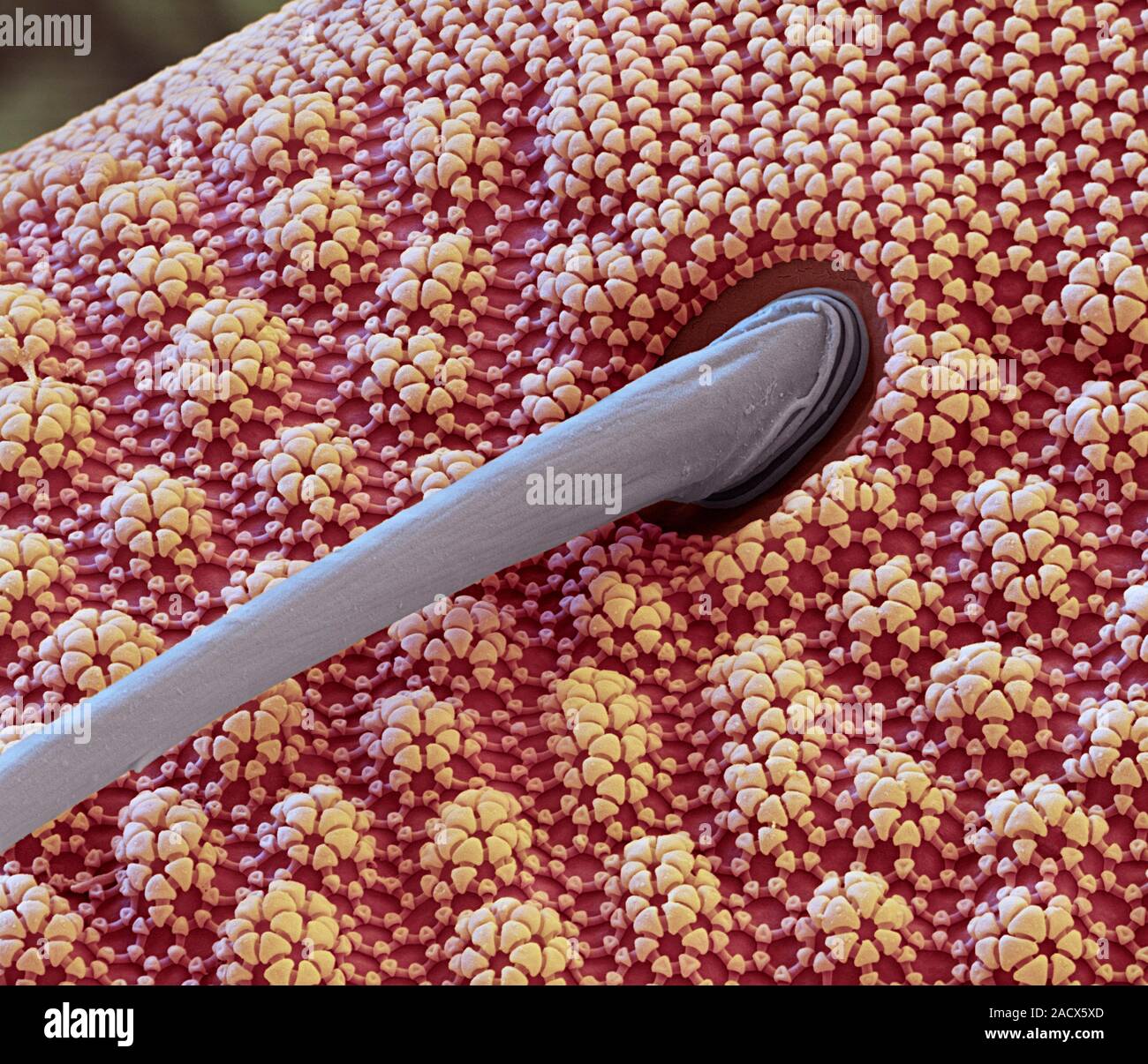 Springtail body hair. Coloured scanning electron micrograph (SEM) of a ...