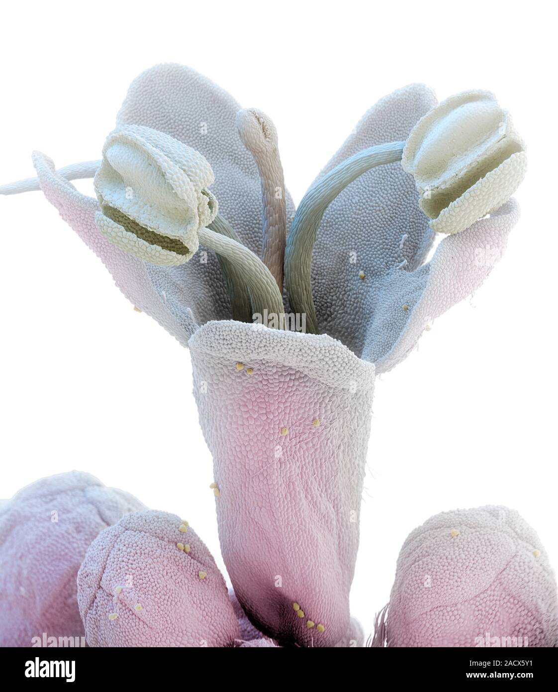 Valerian (Valeriana officinalis) flower, coloured scanning electron ...