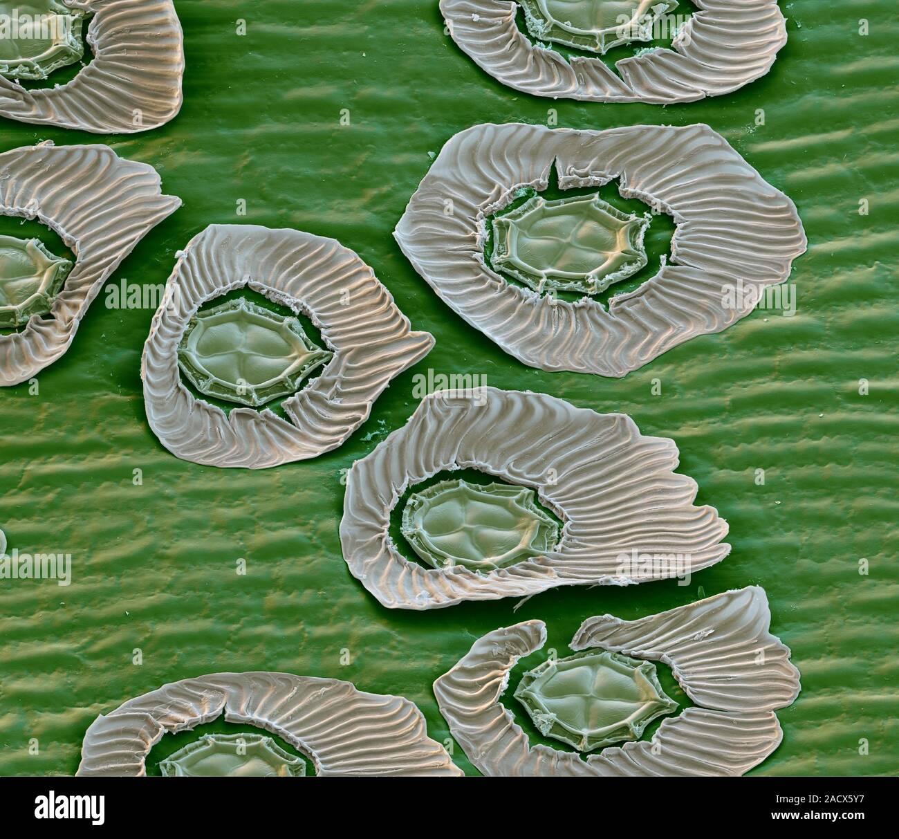 Bromeliad leaf. Coloured scanning electron micrograph (SEM) of a leaf ...