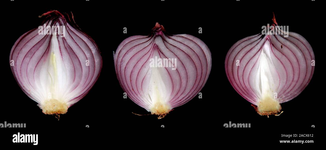 Halved red onions. Series of halved specimens of the red variety of the ...