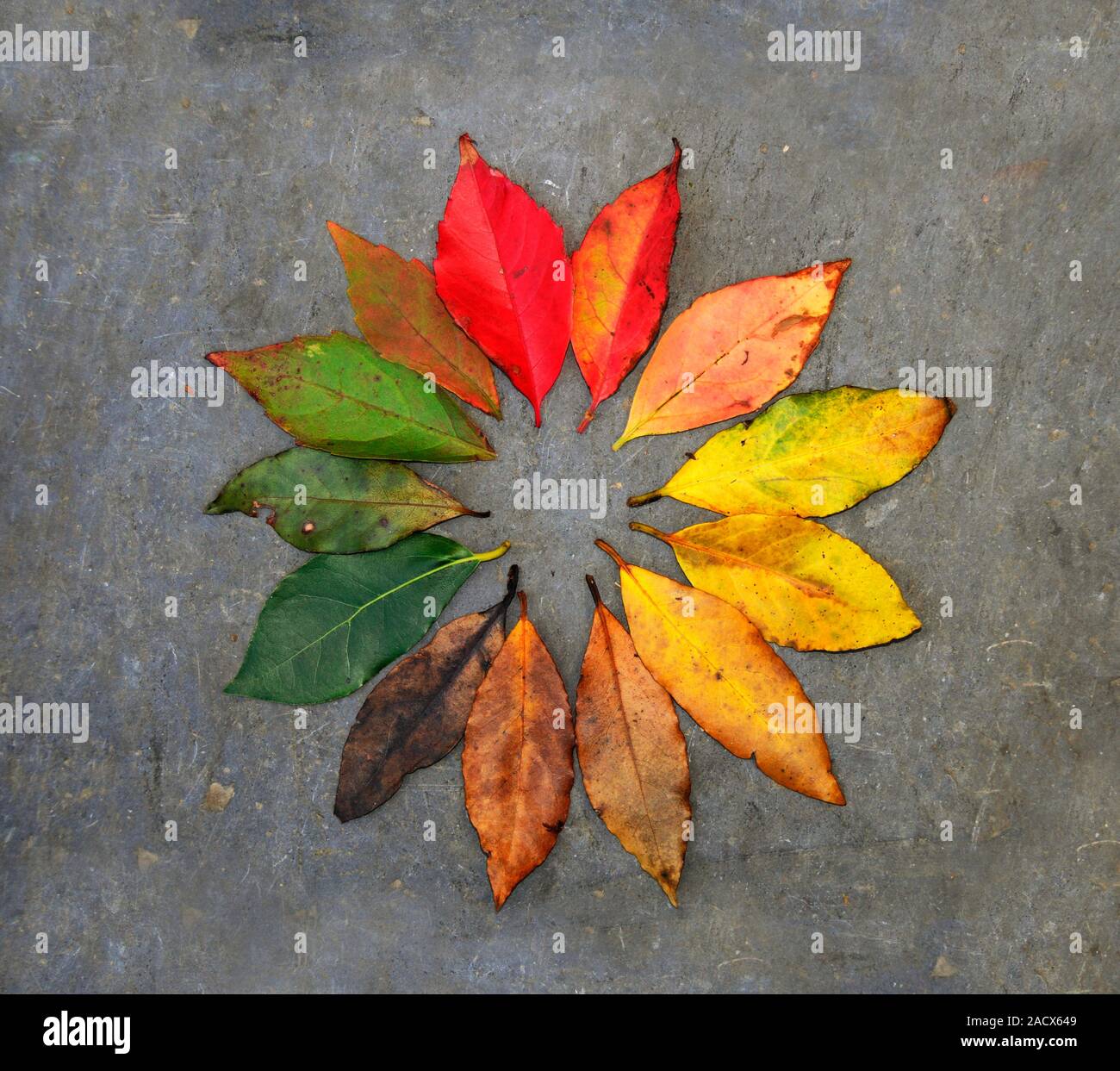Autumn leaf colours Stock Photo - Alamy