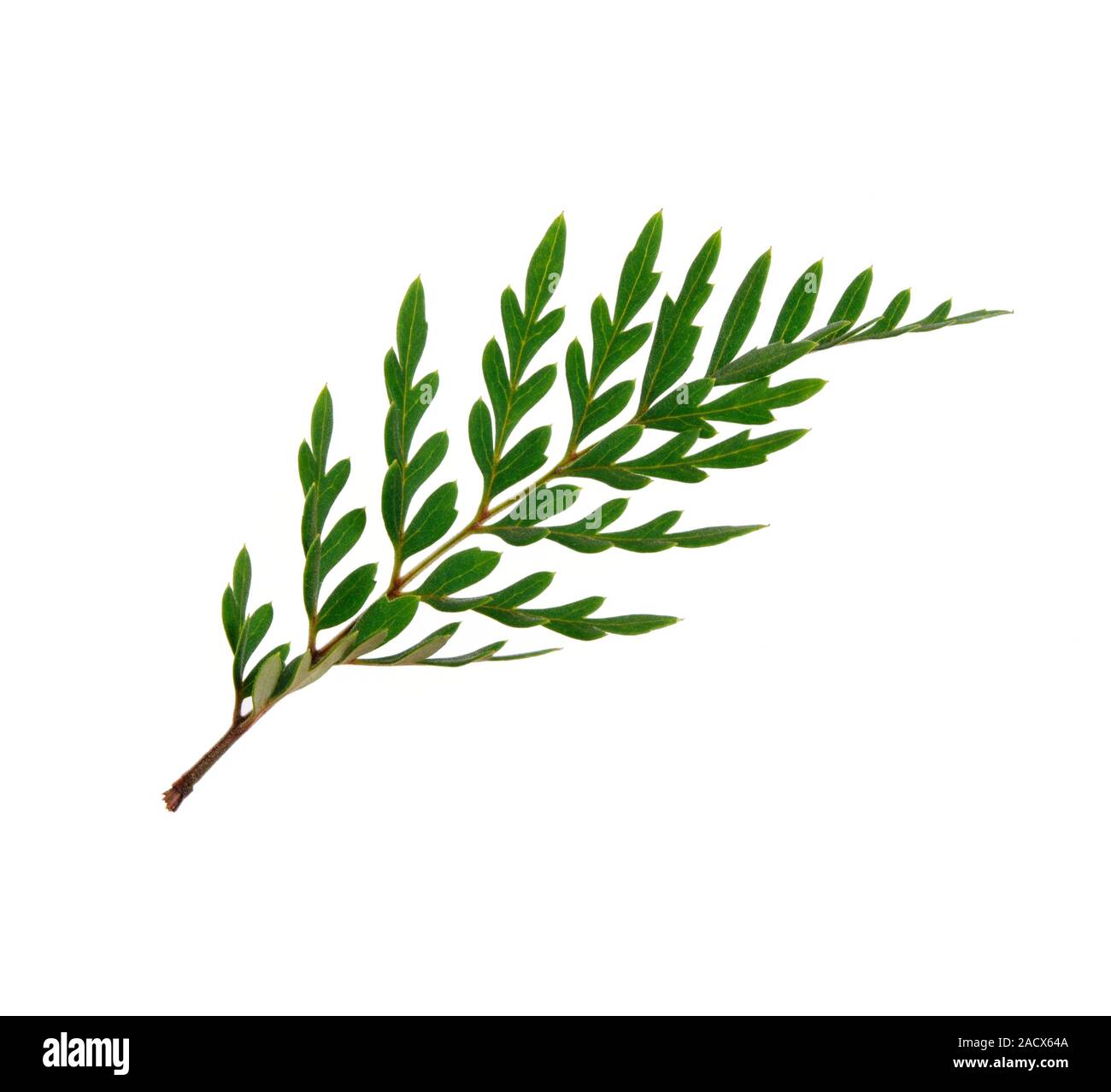 Lomatia ferruginea leaf. This evergreen tree is native to Chile Stock ...