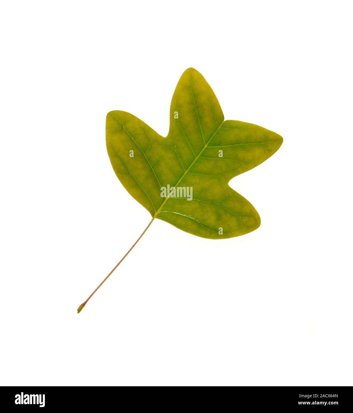 Chinese tulip tree (Liriodendron chinense) leaf Stock Photo - Alamy