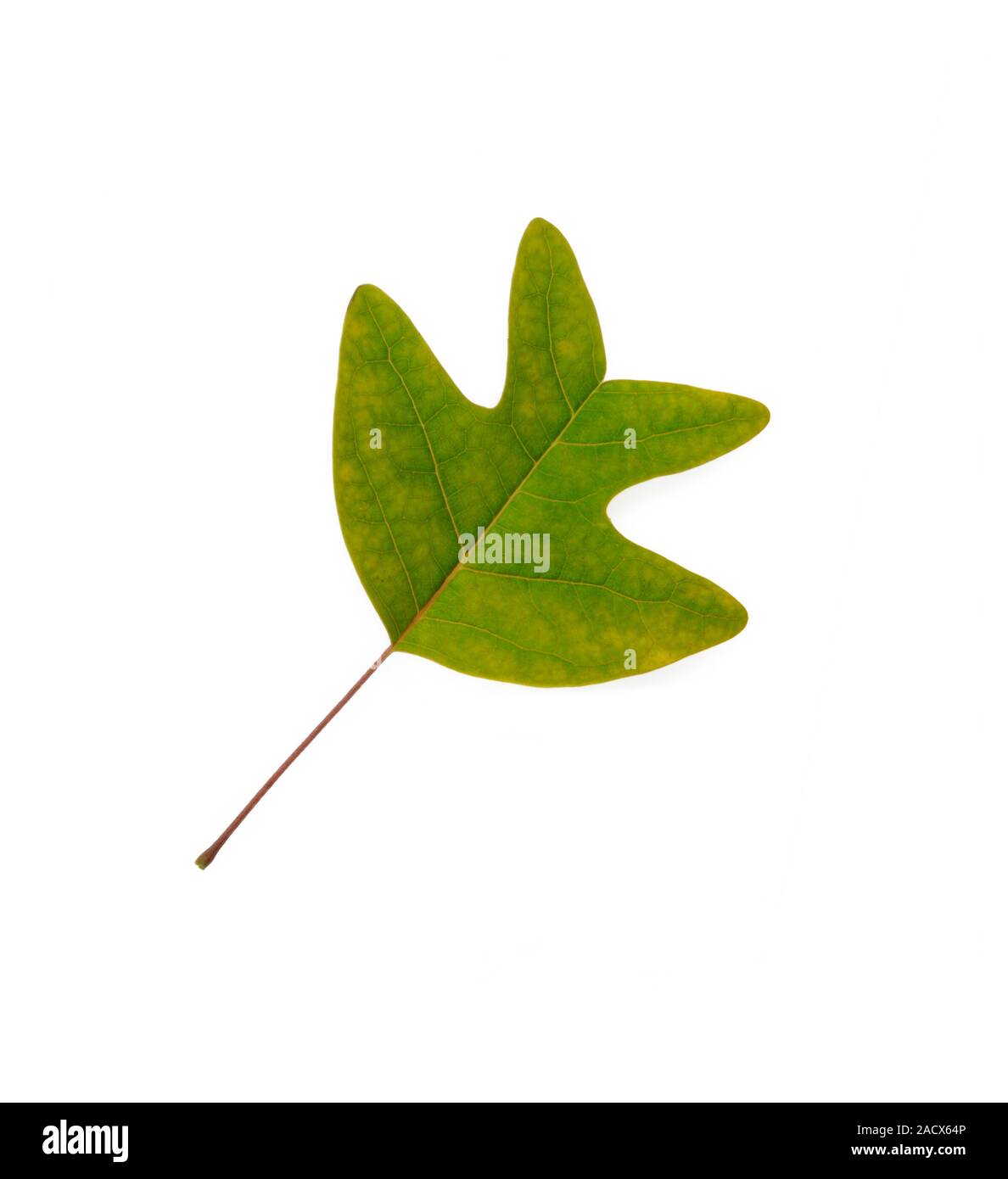 Chinese tulip tree (Liriodendron chinense) leaf Stock Photo - Alamy