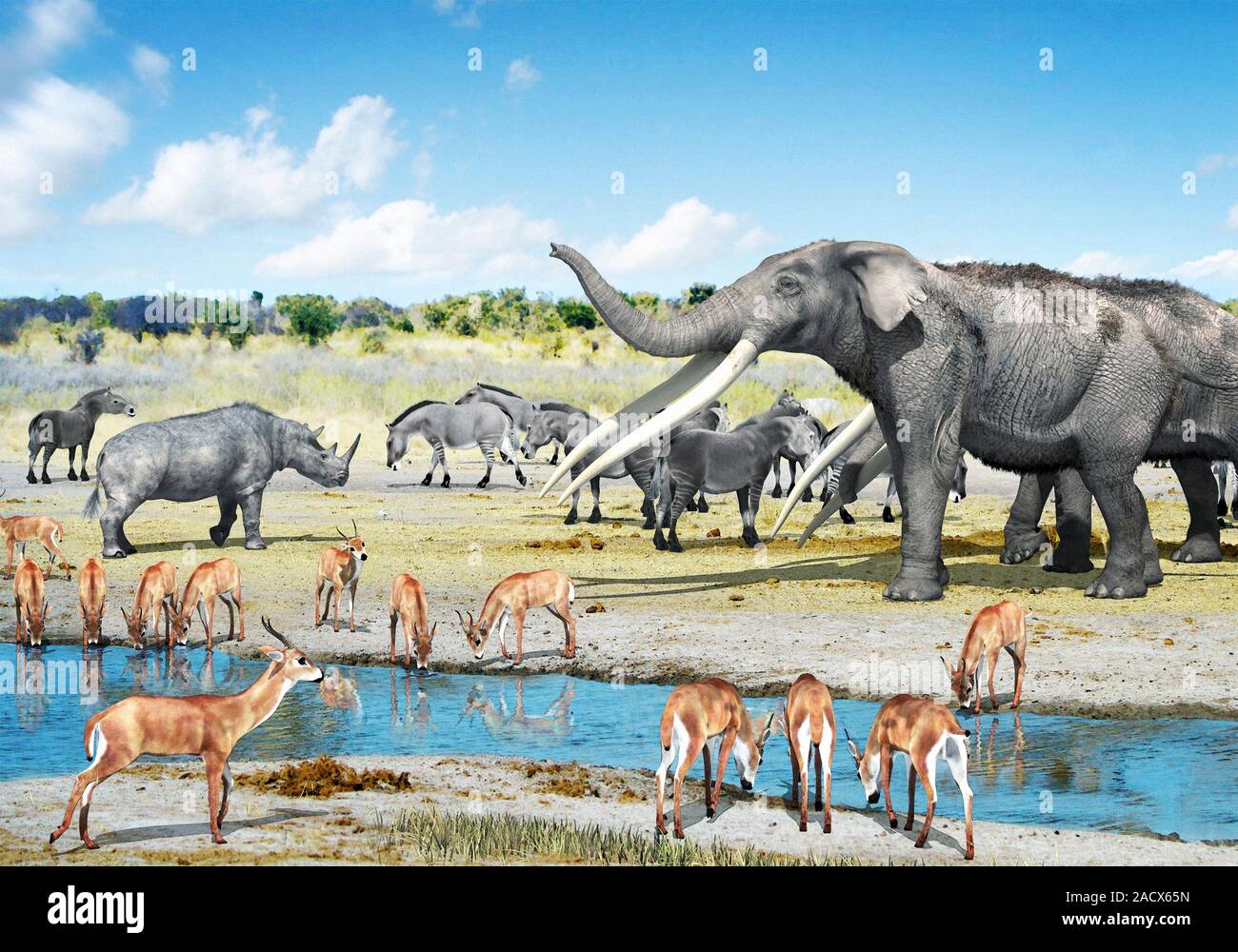 Pliocene fauna. Artwork of prehistoric African mammals around a water ...