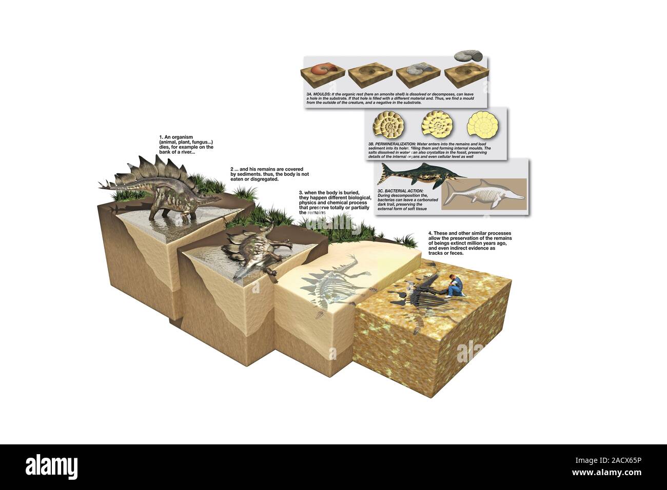 Process of fossilization. Artwork showing the process by which organic ...