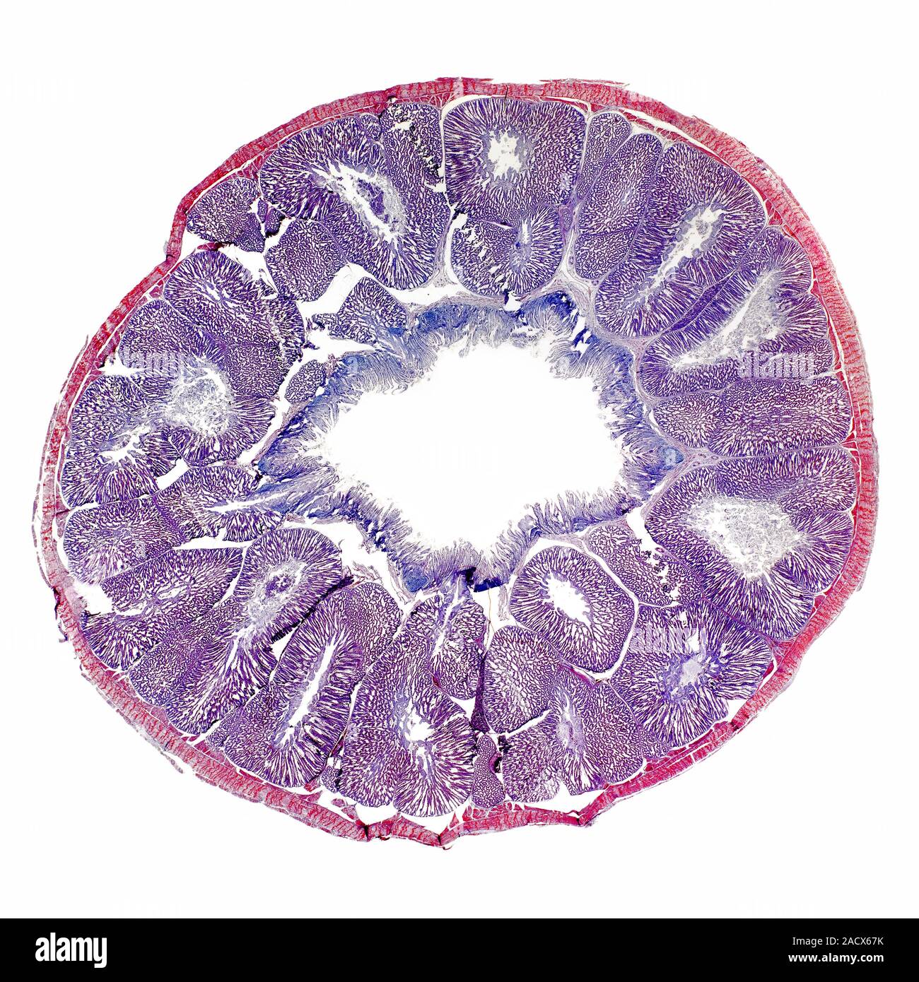 Chicken stomach. Light micrograph of a transverse section through the ...