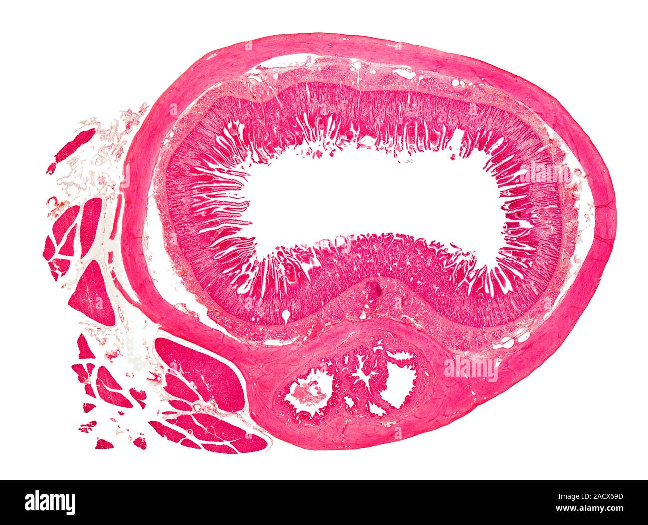 Cat Small Intestine Light Micrograph Of A Section Through The Duodenum The First Section Of