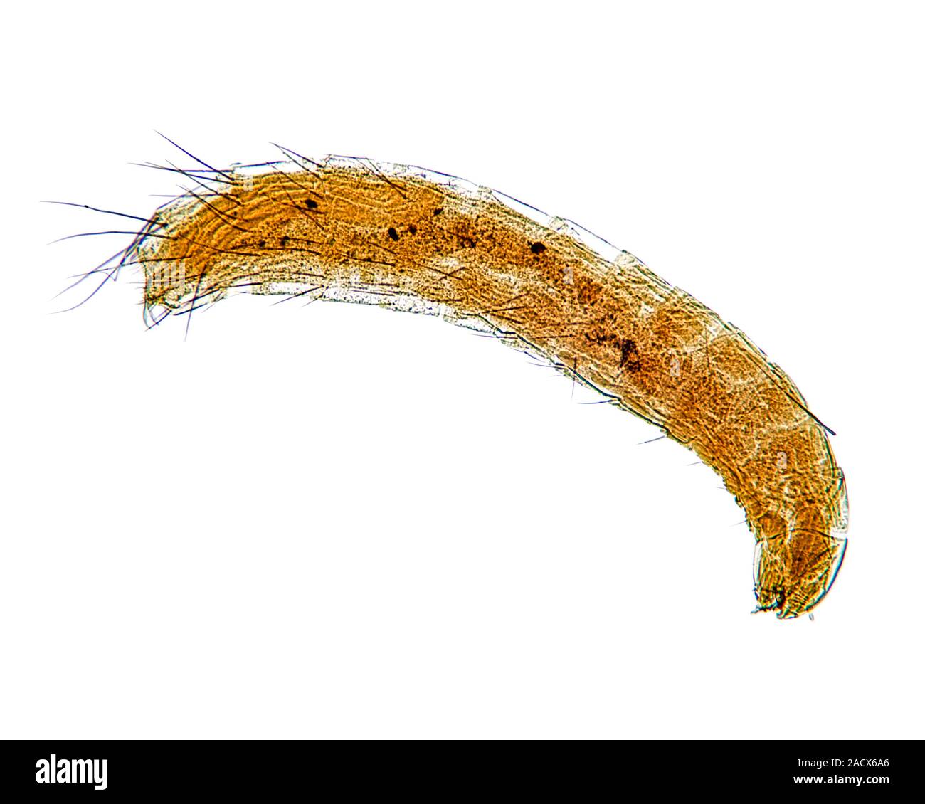 Ctenocephalides Felis Larvae Technical Information FLEAS OF CATS AND